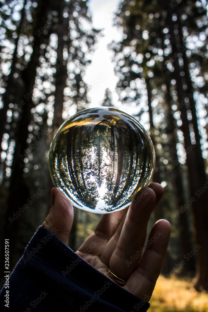 Glass Reflection Trees