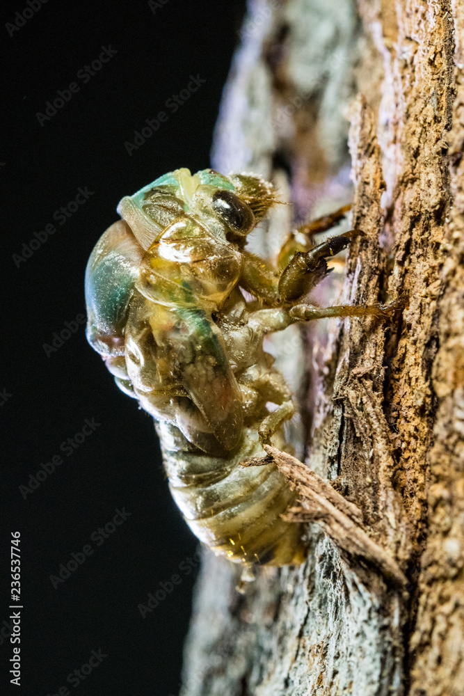 Cicada Breaks Exoskeleton Stock Photo | Adobe Stock