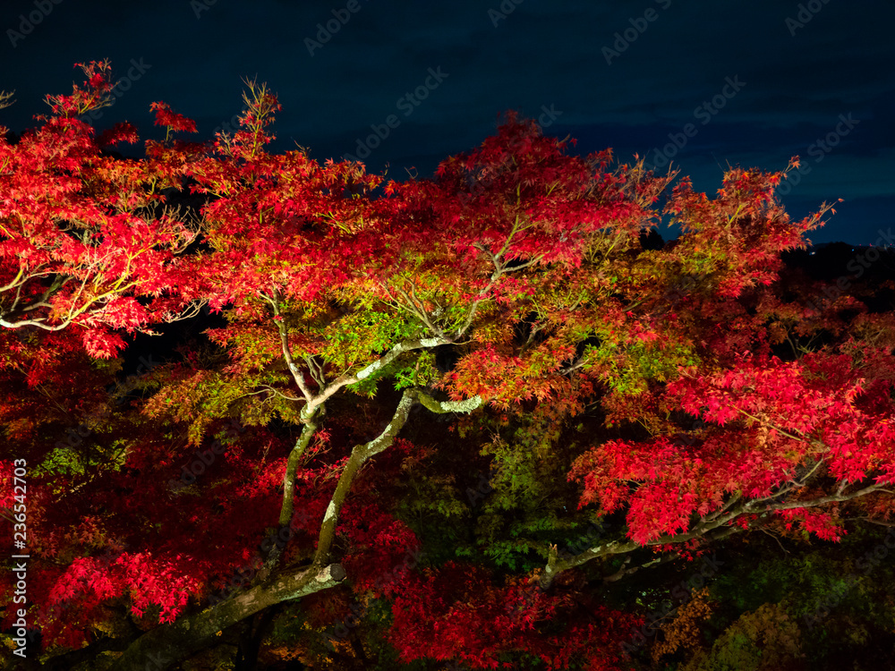 red maple tree leaves , autumn light up at night, Kyoto, Japan Stock ...