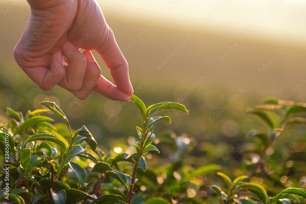 Close up farmer hand picking tea herb leaf. Working people asian woman ...