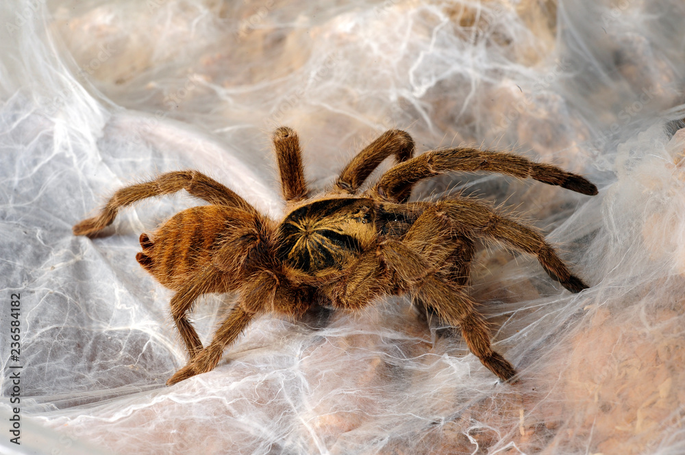 Fotografia do Stock: Tiger-Zwergvogelspinne (Holothele incei ...