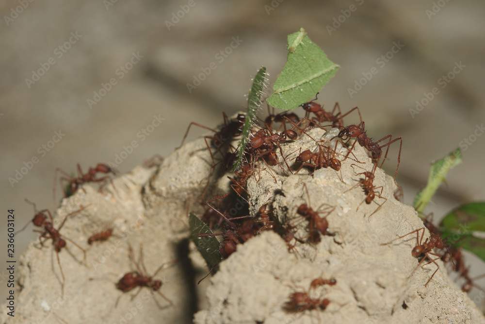 Leafcutter ants on a close up horizontal picture in its natural habitat ...