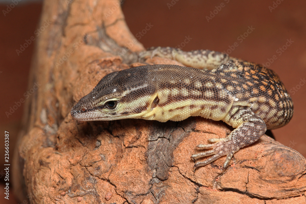 Foto de Newly hatched Spiny-tailed monitor, also known as the ridge-tailed monitor or Ackies ...