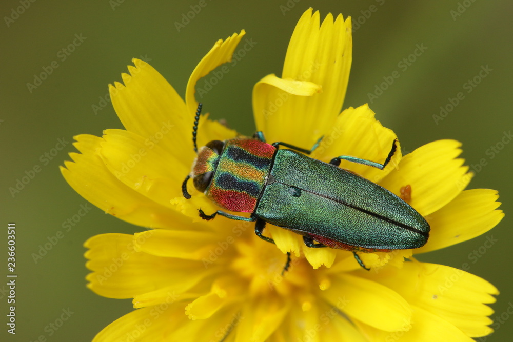 Shining surprise, a hungarian jewel beetle sitting on a flower. A rare ...