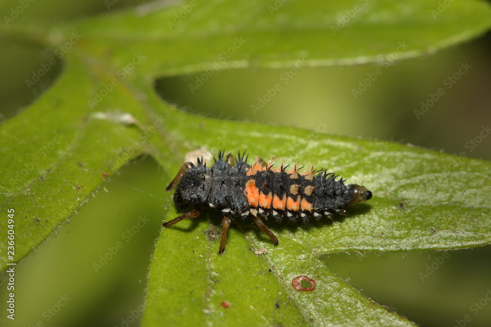 Larva of the asian ladybug on a close up horizontal picture. A ...