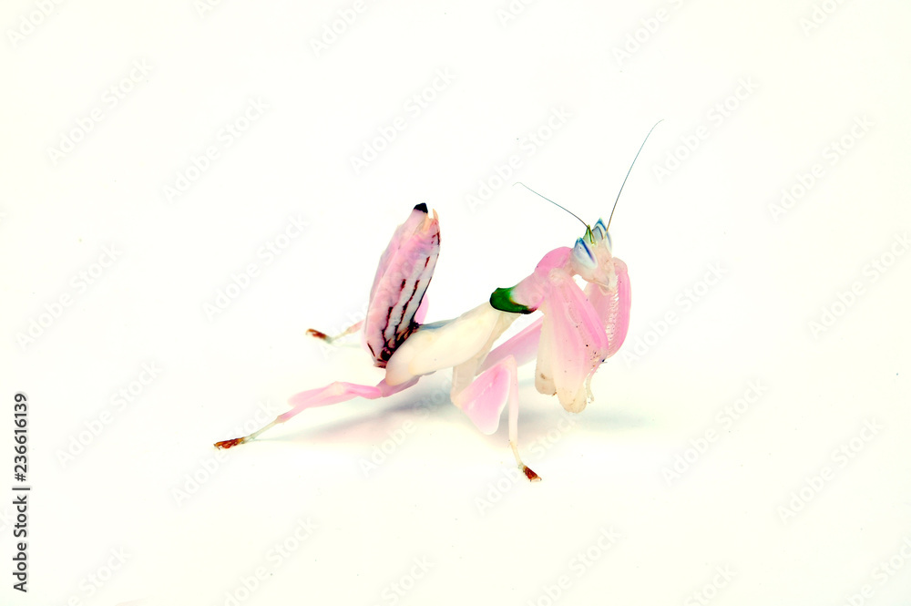 Orchideenmantis (Hymenopus coronatus) - orchid mantis Stock Photo ...