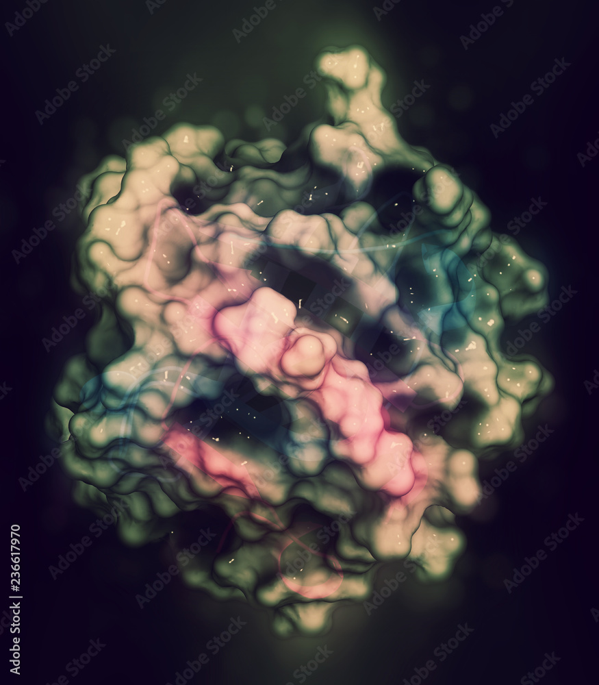 Bovine beta-lactoglobulin protein. Major whey protein, present in cow ...