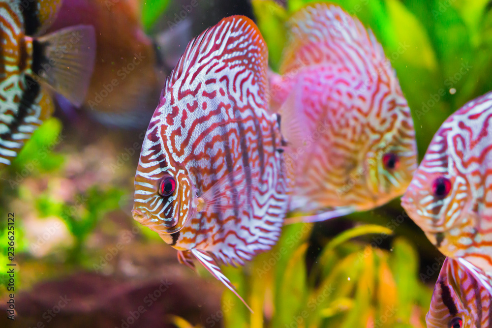 beautiful red turquoise discus fish in closeup with 2 other discus ...