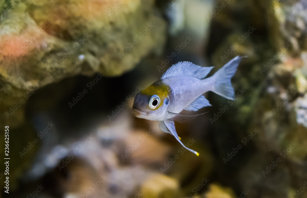 silver juvenile fish with color on his head, probably red cap cichlid ...