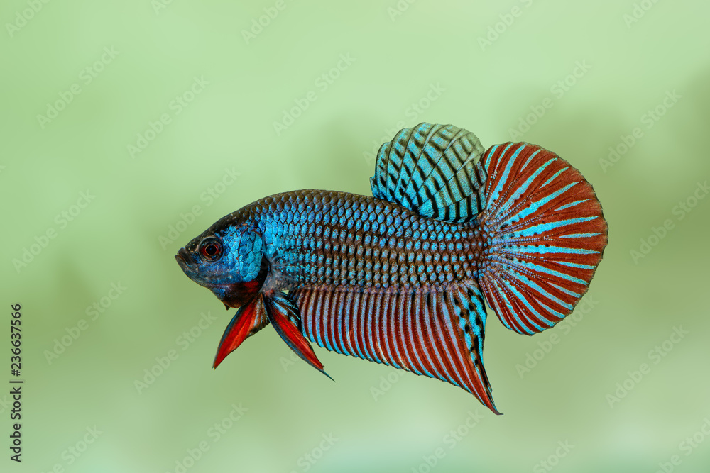 Mahachai betta or Betta mahachaiensis, beautiful Siamese Fighting Fish ...