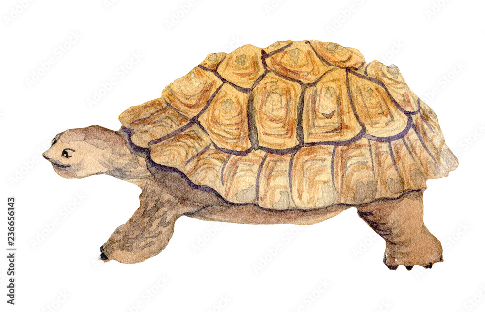 Watercolor illustration of an isolated standing tortoise on a white ...