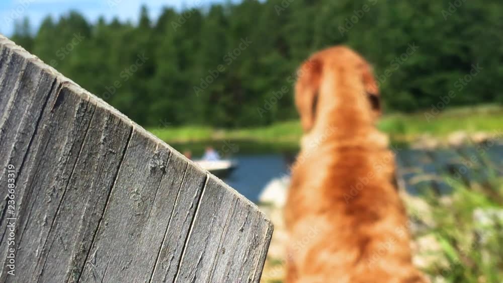 Viszla dog sitting on the jetty watching man and boy in boat, rack ...