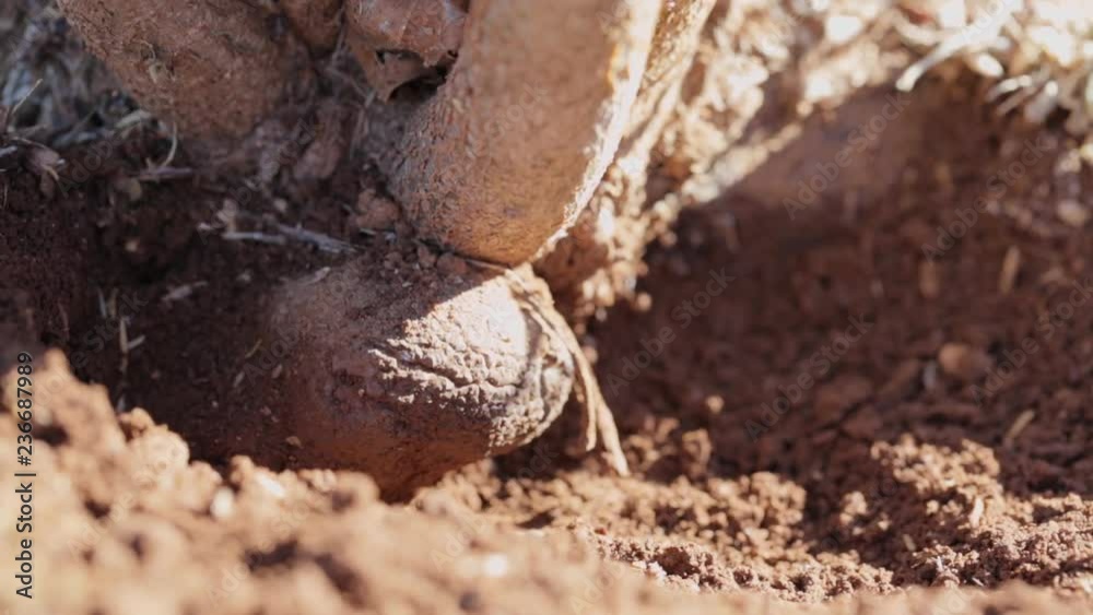 Using a spoon extract black truffle from the root of a tree in ...