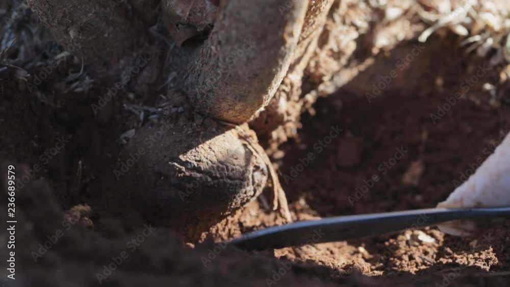 unearthing black truffle from the ground in Australia. Tuber ...