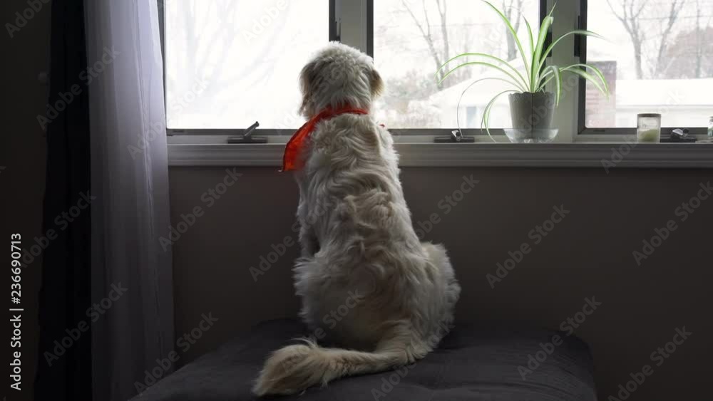 Curious, cute white dog sitting on the ottoman and looking through the ...