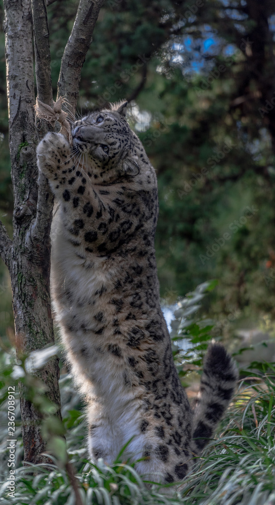 Iconic Spots on a Snow Leopard Reaching Into a Tree Stock Photo | Adobe ...