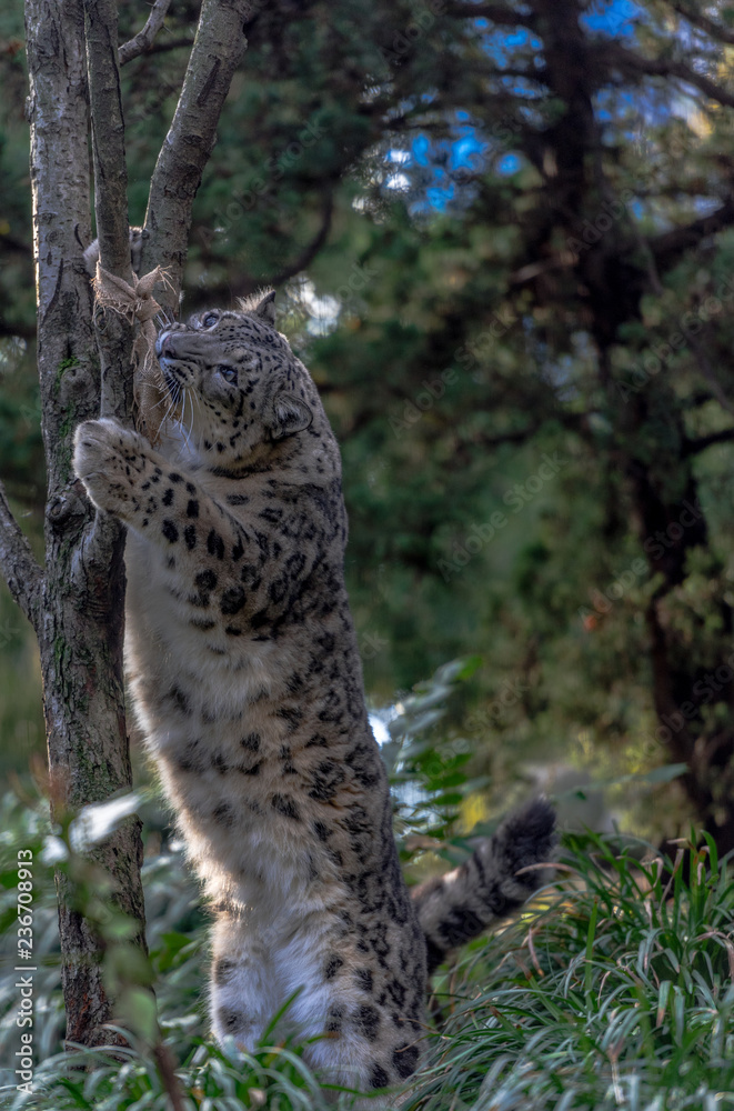 Iconic Spots on a Snow Leopard Reaching Into a Tree Stock Photo | Adobe ...