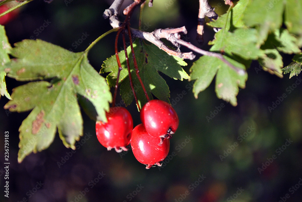 Crataegus (hawthorn, quickthorn, thornapple, May tree, whitethorn ...