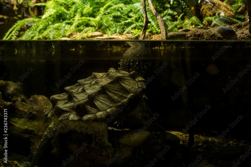 Prehistoric-looking alligator snapping turtle (Macrochelys temminckii ...