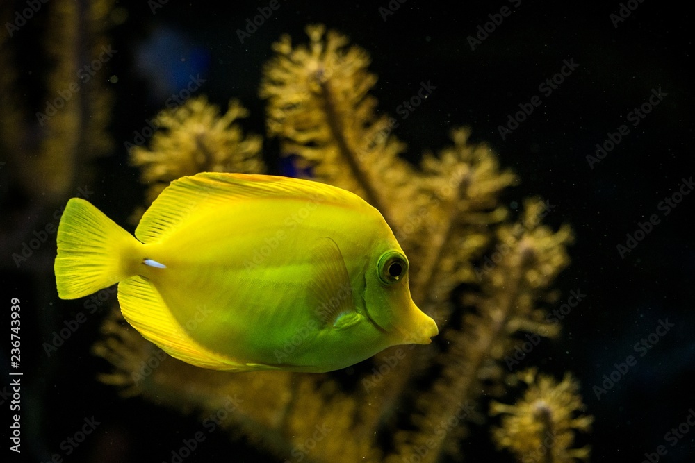 yellow tang (Zebrasoma flavescens), coral reef fish, Salt water marine ...