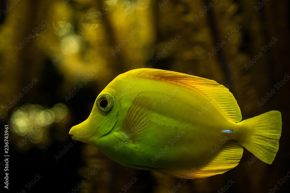 yellow tang (Zebrasoma flavescens), coral reef fish, Salt water marine ...