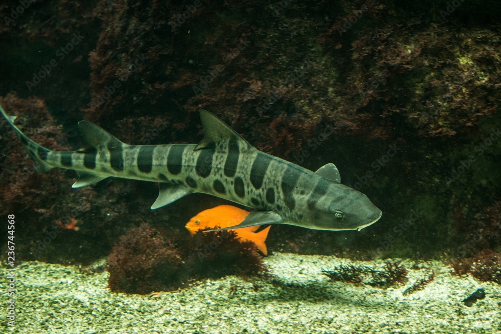 Leopard shark (Triakis semifasciata), coral reef fish, Salt water ...