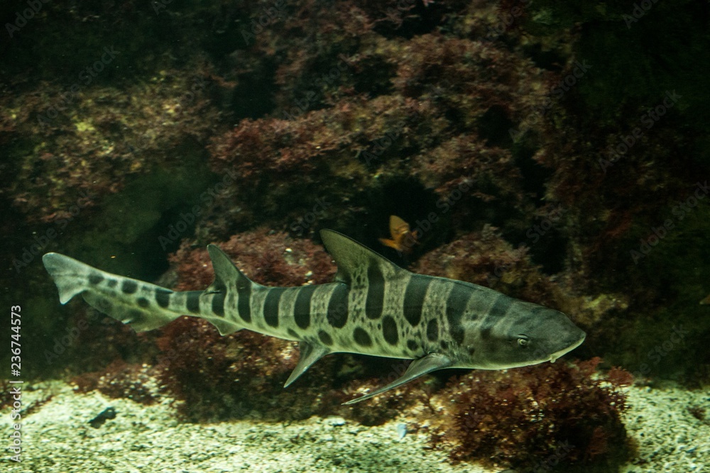 Leopard shark (Triakis semifasciata), coral reef fish, Salt water ...