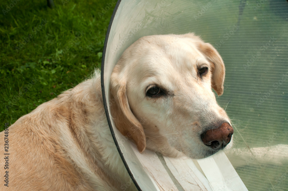 Are Labrador Dogs Protective