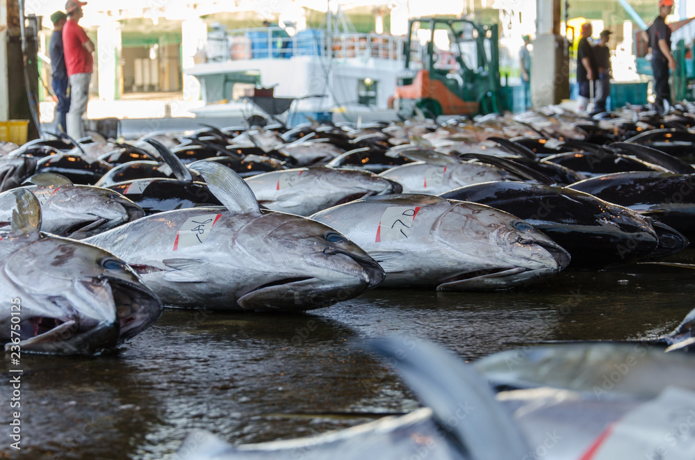 Tuna fish on japanese fish market lying in a hall on the ground in ...