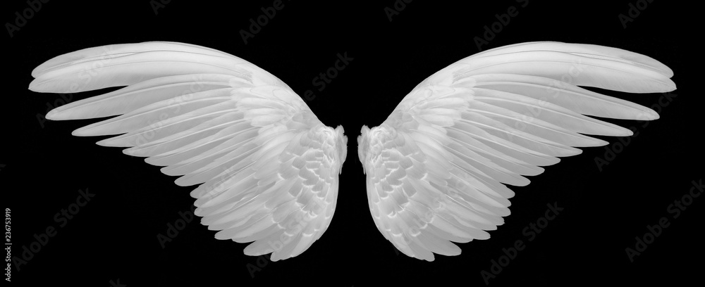 white wings on black background Stock Photo | Adobe Stock