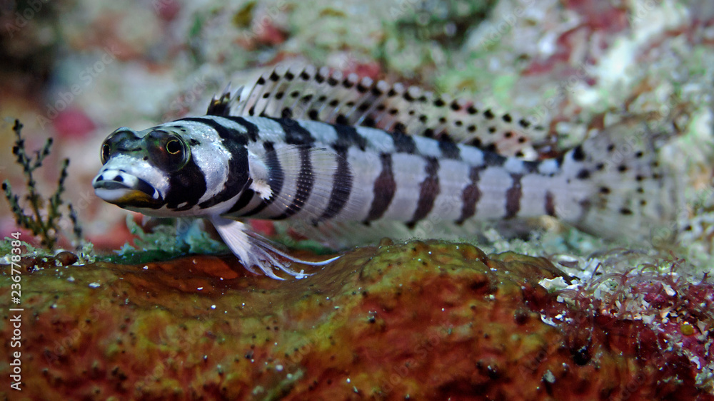 Underwater close up photography of a sandperch (Pulau Bangka, North ...