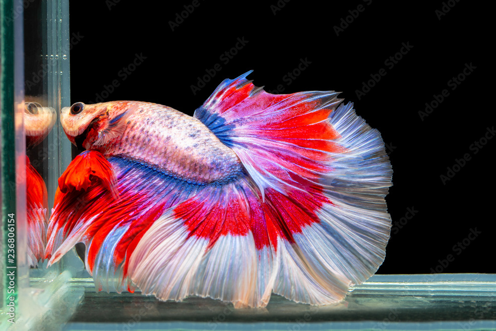 The moving moment beautiful of siamese betta fish or splendens fighting ...