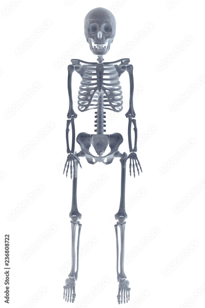 anatomy of a human skeleton in full growth on a white background. Stock ...
