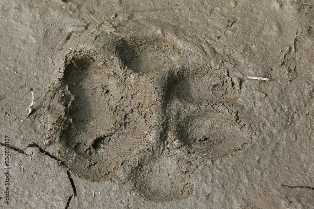 Lynx Tracks