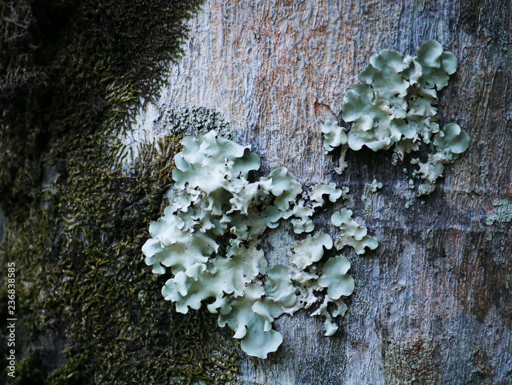 Flechte am Baum Stock Photo | Adobe Stock