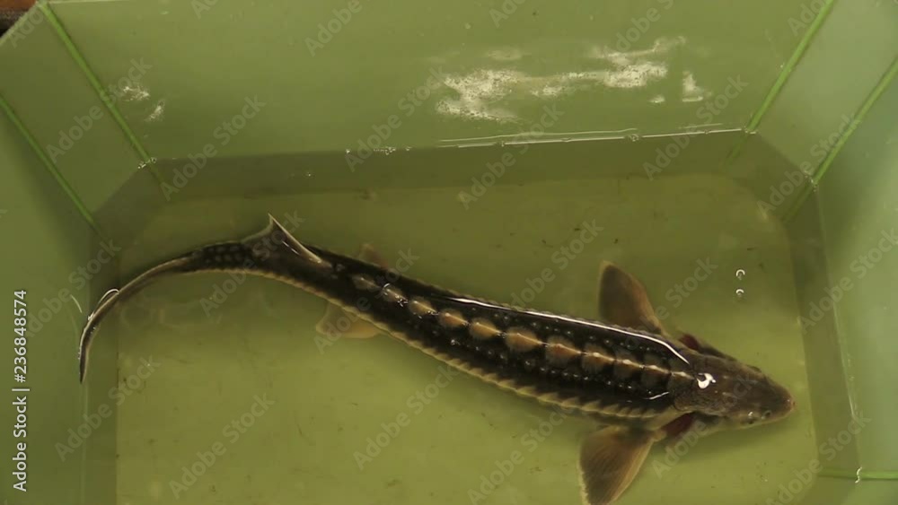 Acipenser gueldenstaedtii Russian diamond sturgeon fish water breeding ...
