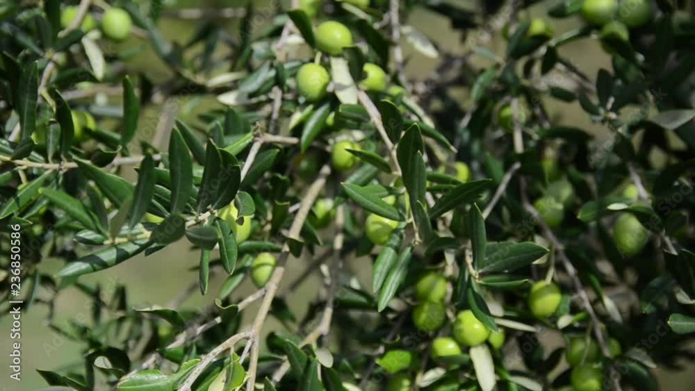 Ripe Olives in olive tree plantation. Agriculture and olive cultivation ...