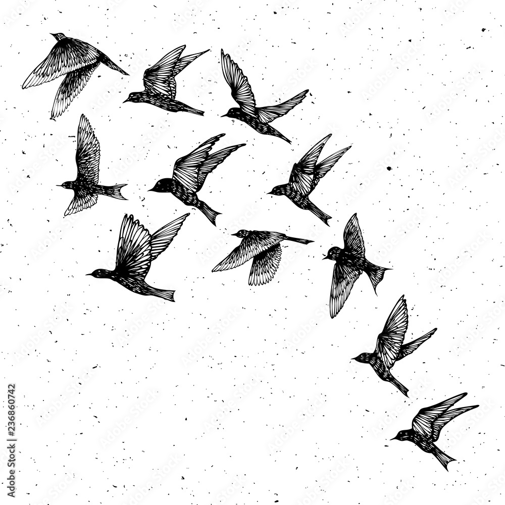 Birds Flock Vector