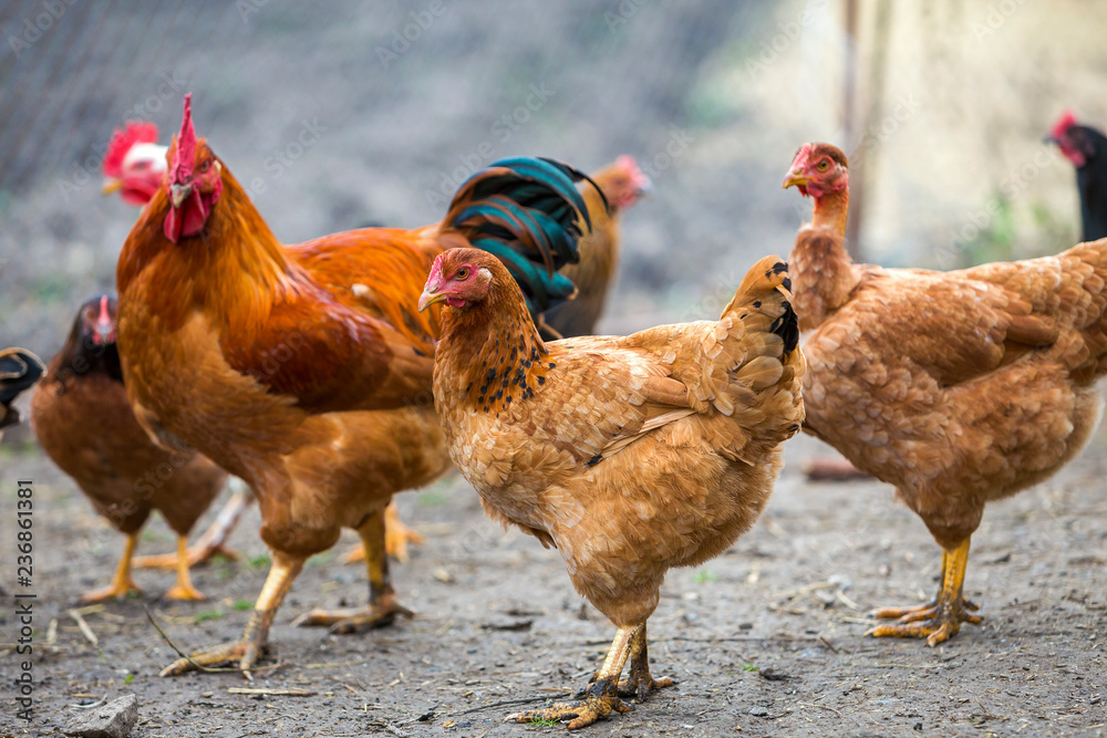 Production Red Rooster