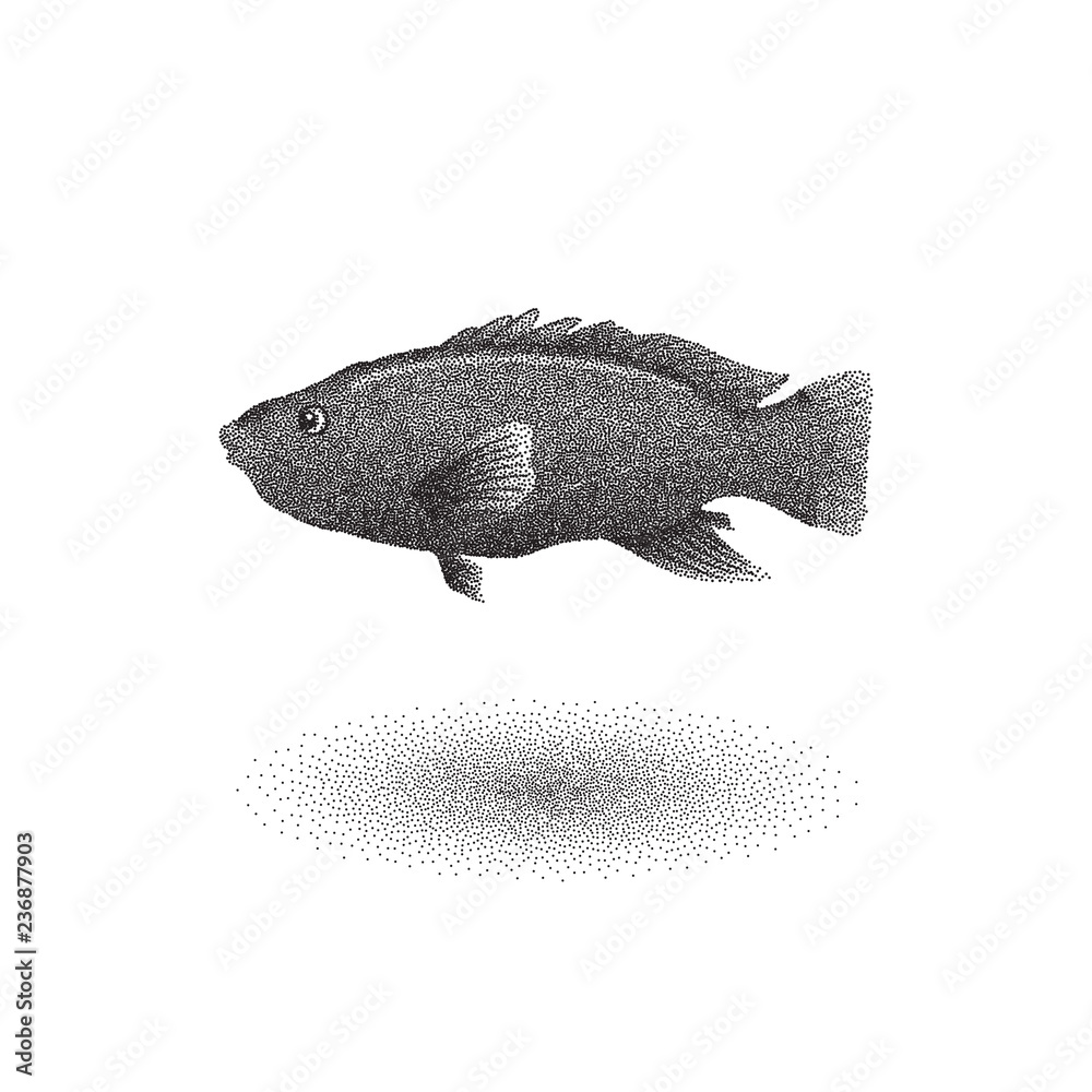 Blue Groper fish with stipple effect in black and white Stock Vector ...