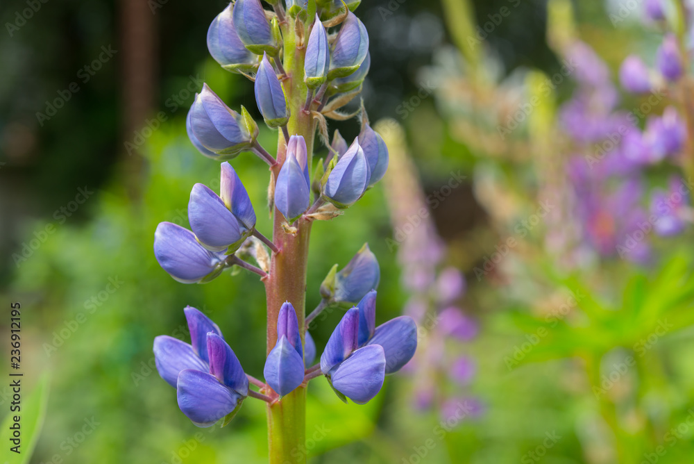Lupine Flower Close Up