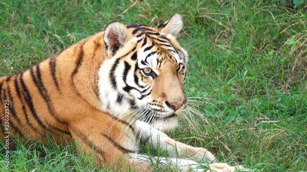 4K Great tiger male in the nature habitat. Tiger the golden light time ...