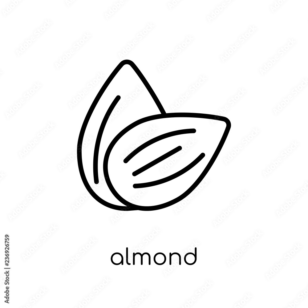 Almond icon. Trendy modern flat linear vector Almond icon on white ...