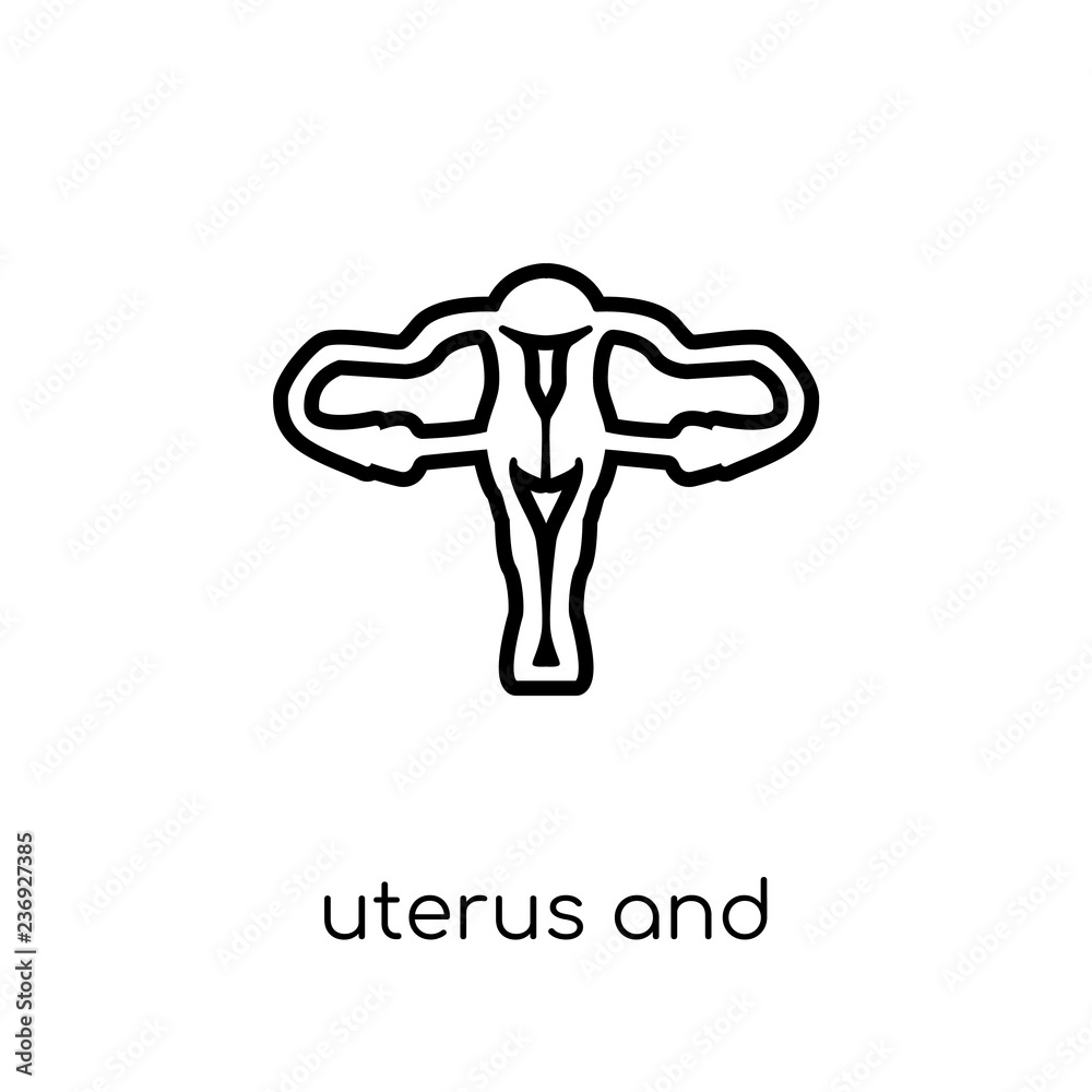 uterus and fallopian tube icon. Trendy modern flat linear vector uterus ...