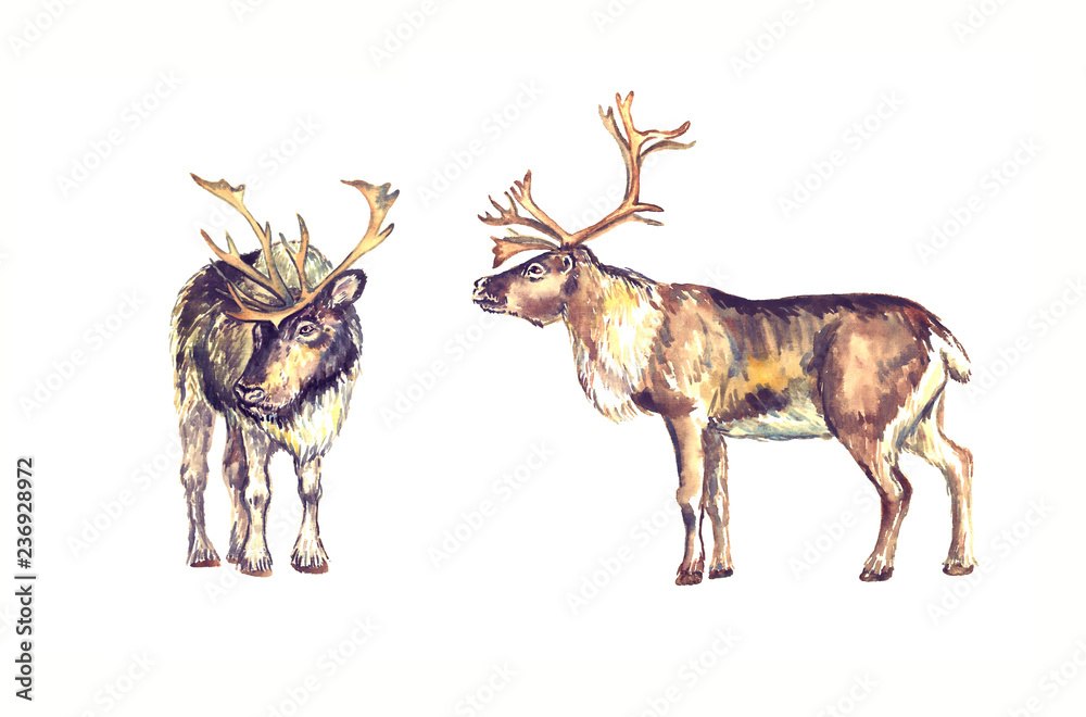 Reindeers male standing, front and side view, isolated watercolor ...
