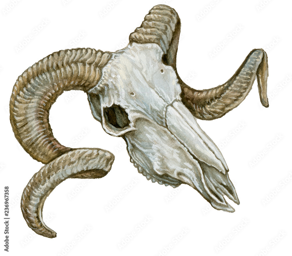 RAM skull on isolated white background . Watercolor illustration Stock ...