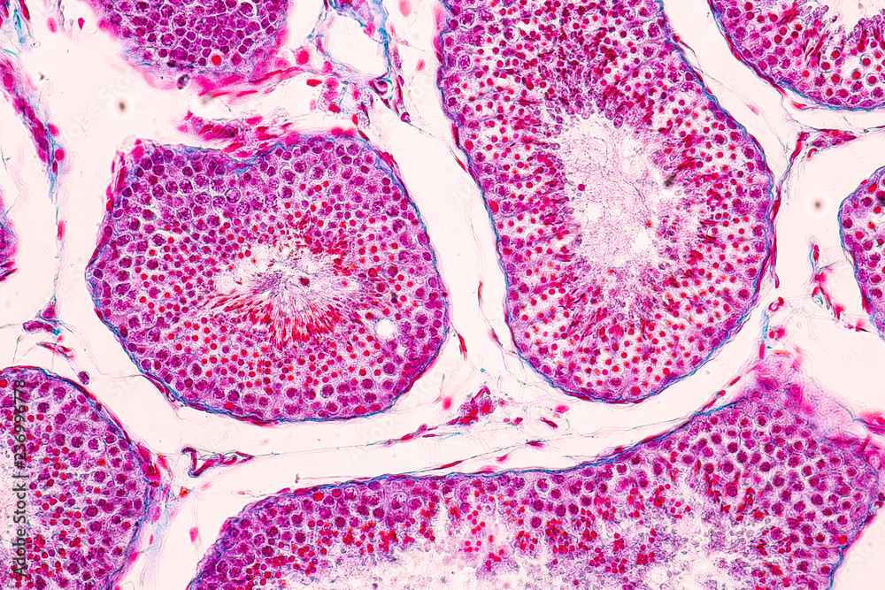 Cross section of Testis tissue under the microscope for education ...