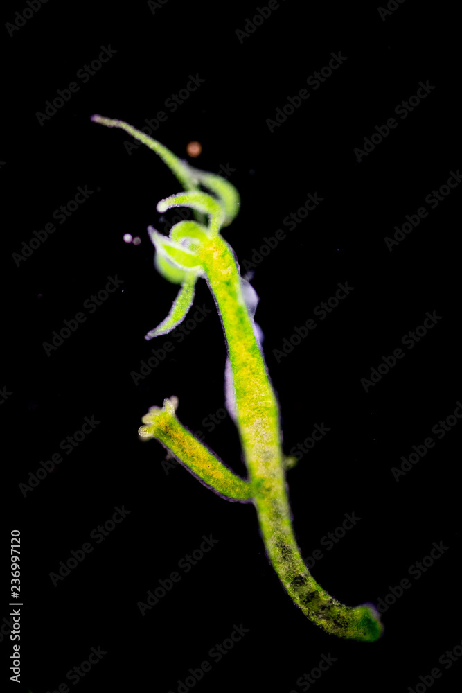 Hydra is a genus of small, fresh-water animals of the phylum Cnidaria ...