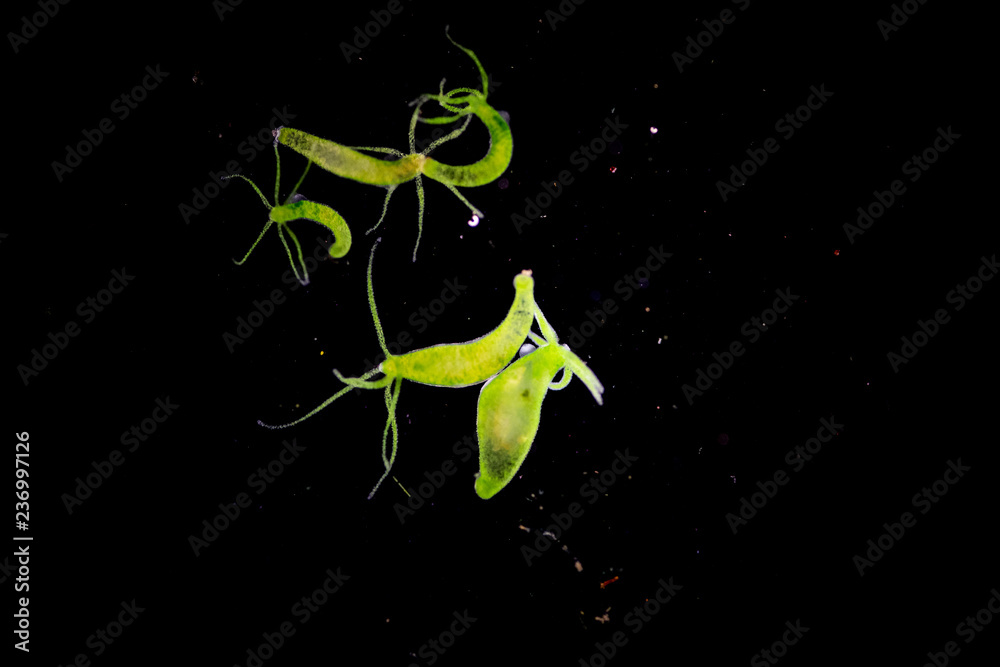 Hydra is a genus of small, fresh-water animals of the phylum Cnidaria ...