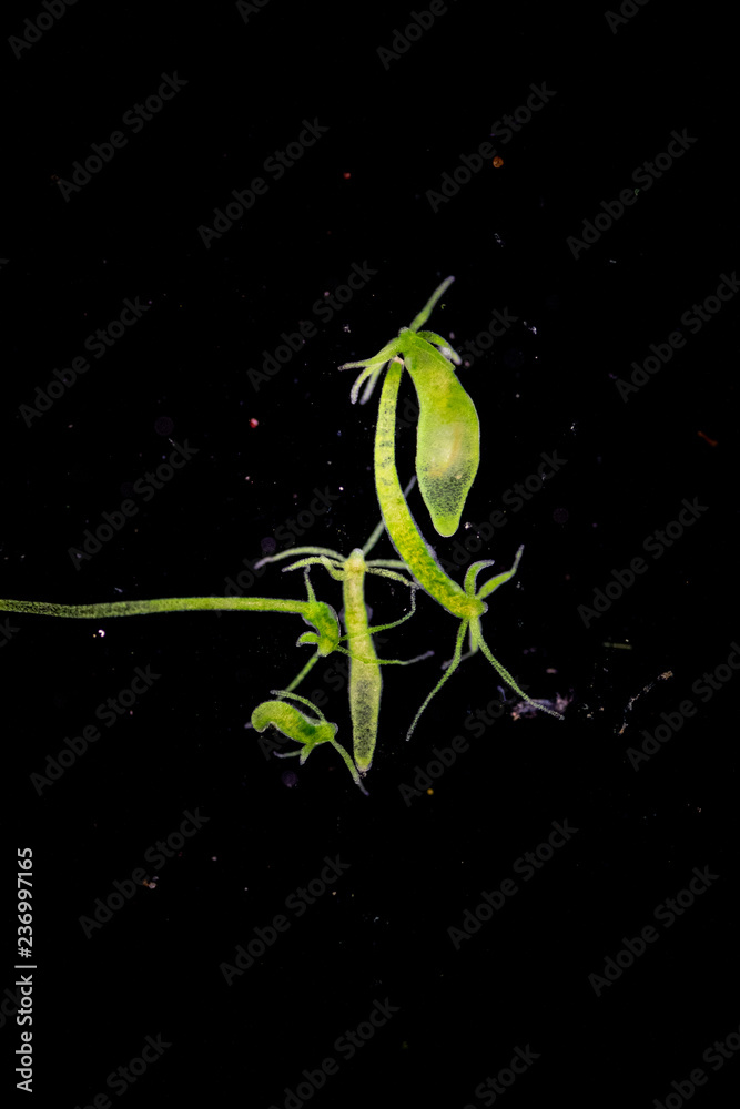 Hydra is a genus of small, fresh-water animals of the phylum Cnidaria ...